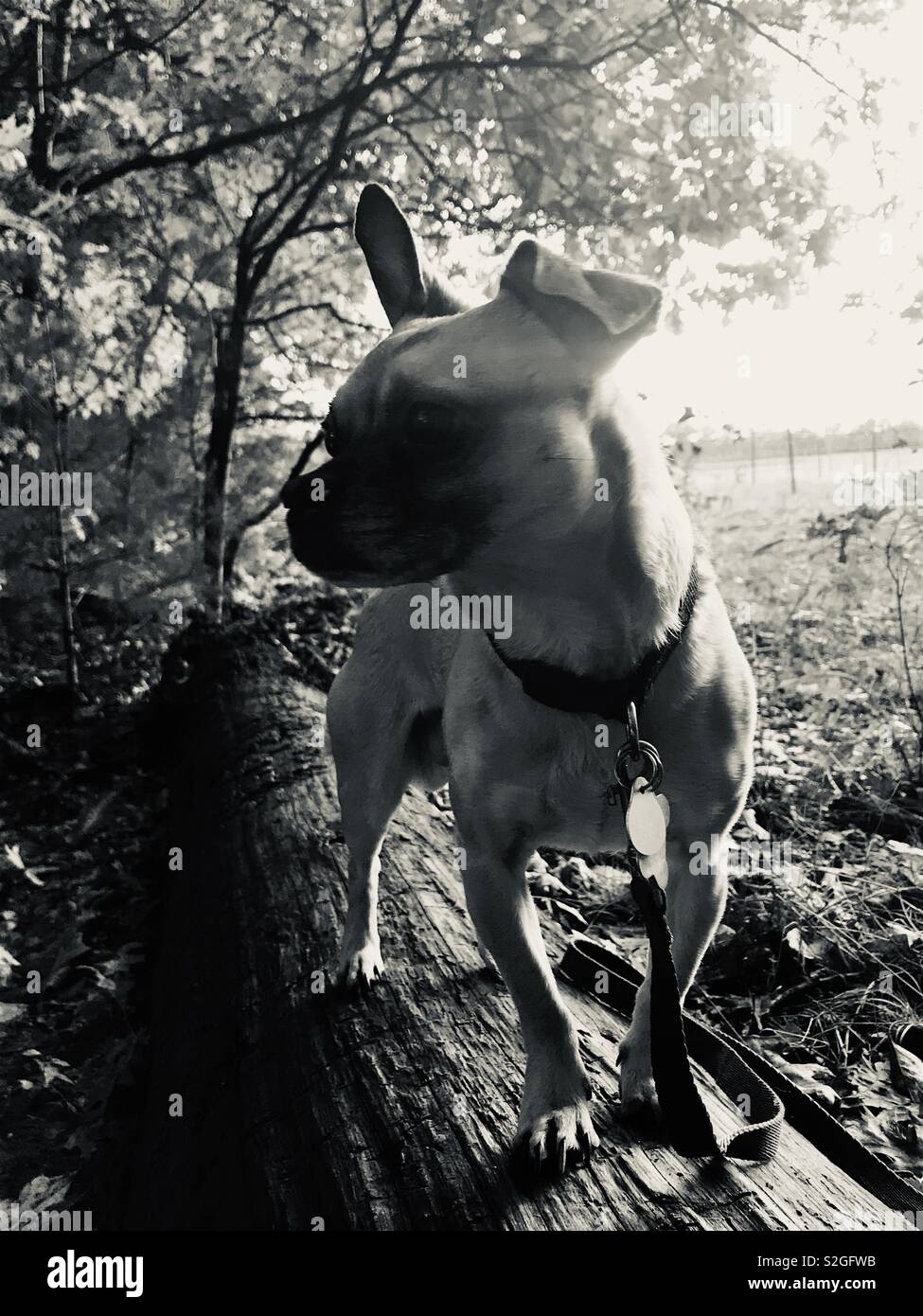 Dog on a log Stock Photo - Alamy
