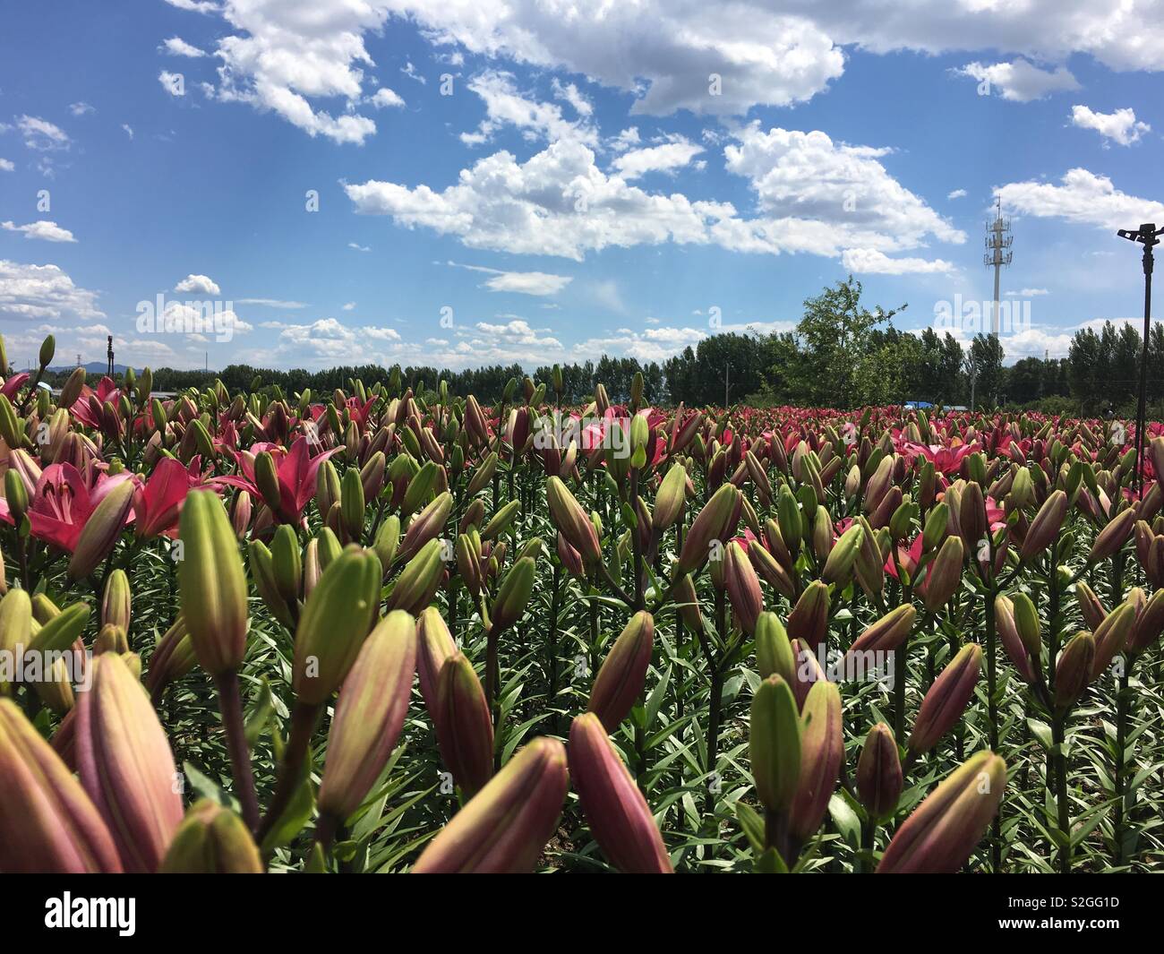 Flower field in China Stock Photo - Alamy