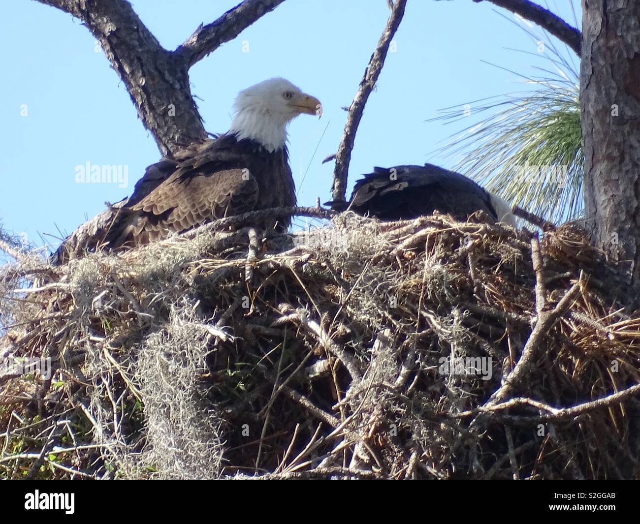 American Bald Eagle Stock Photo - Alamy
