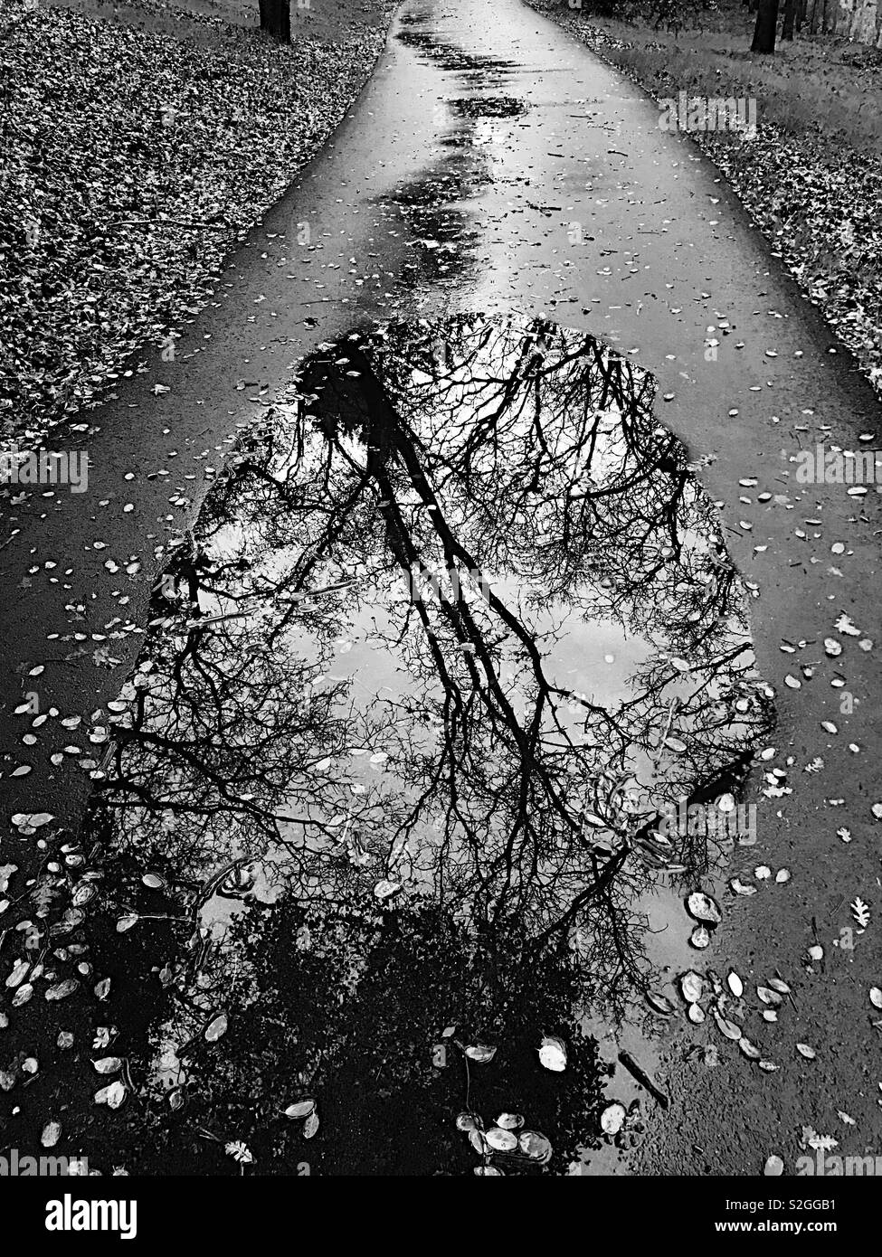 Reflections of trees in rain puddle Stock Photo - Alamy
