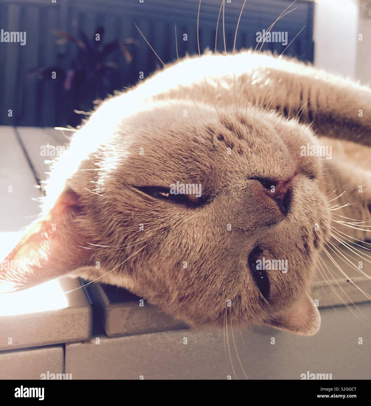 Lazy cat hi-res stock photography and images - Alamy