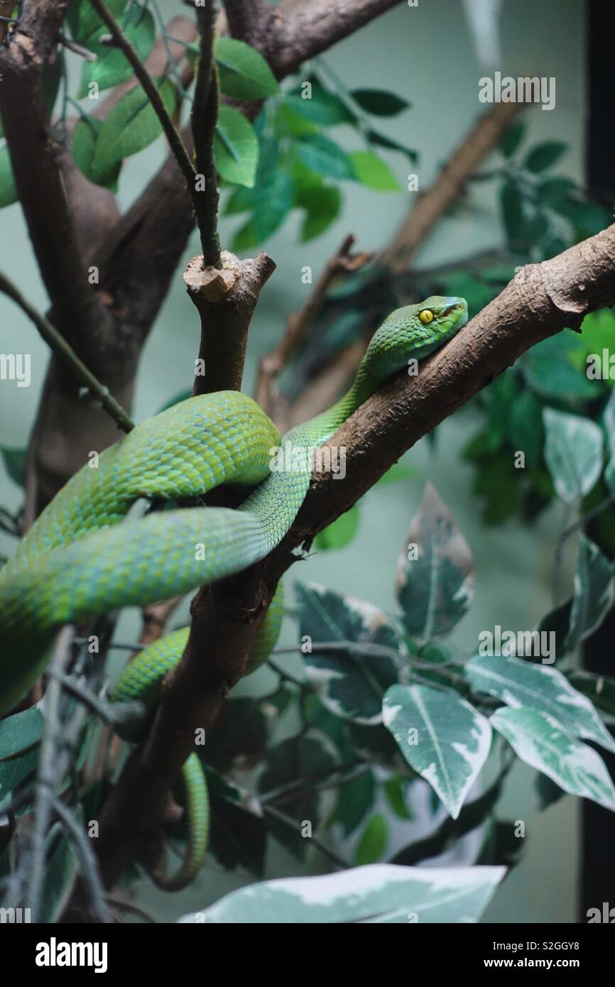 Green bush snake hi-res stock photography and images - Alamy