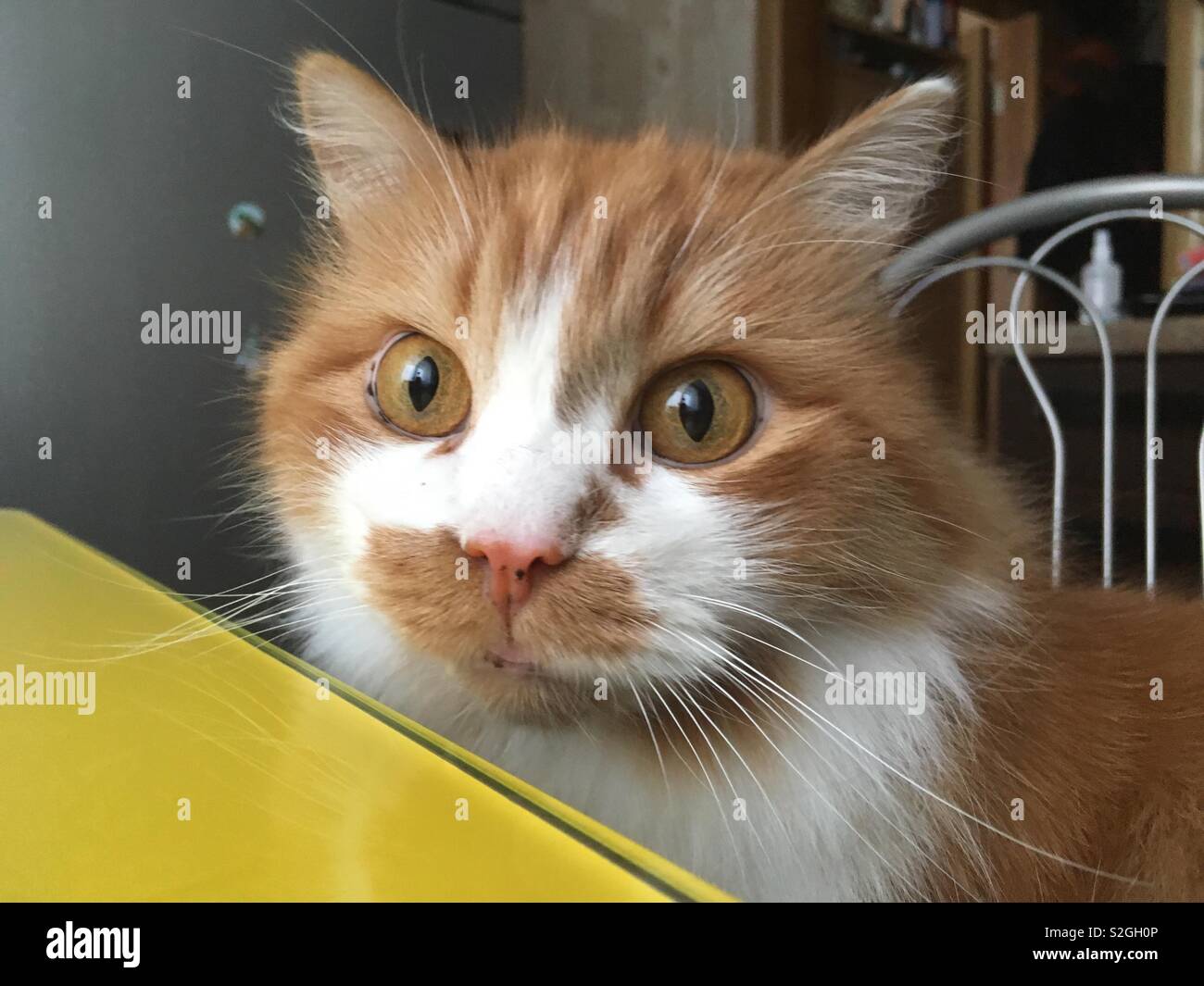 Little cat sitting Stock Photo - Alamy