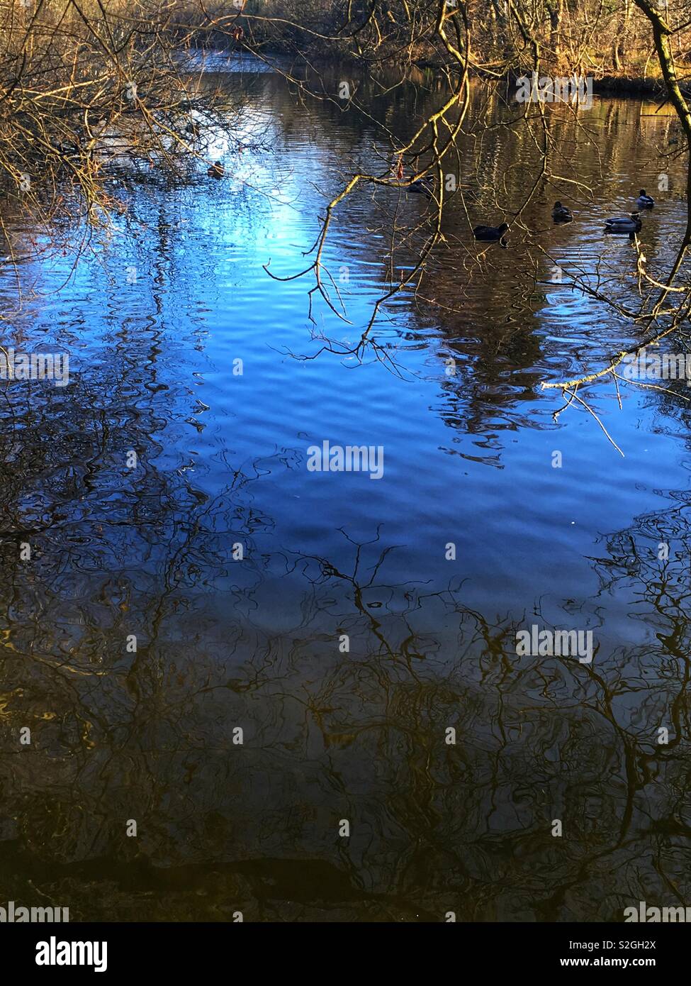 Trees and water reflection hi-res stock photography and images - Alamy