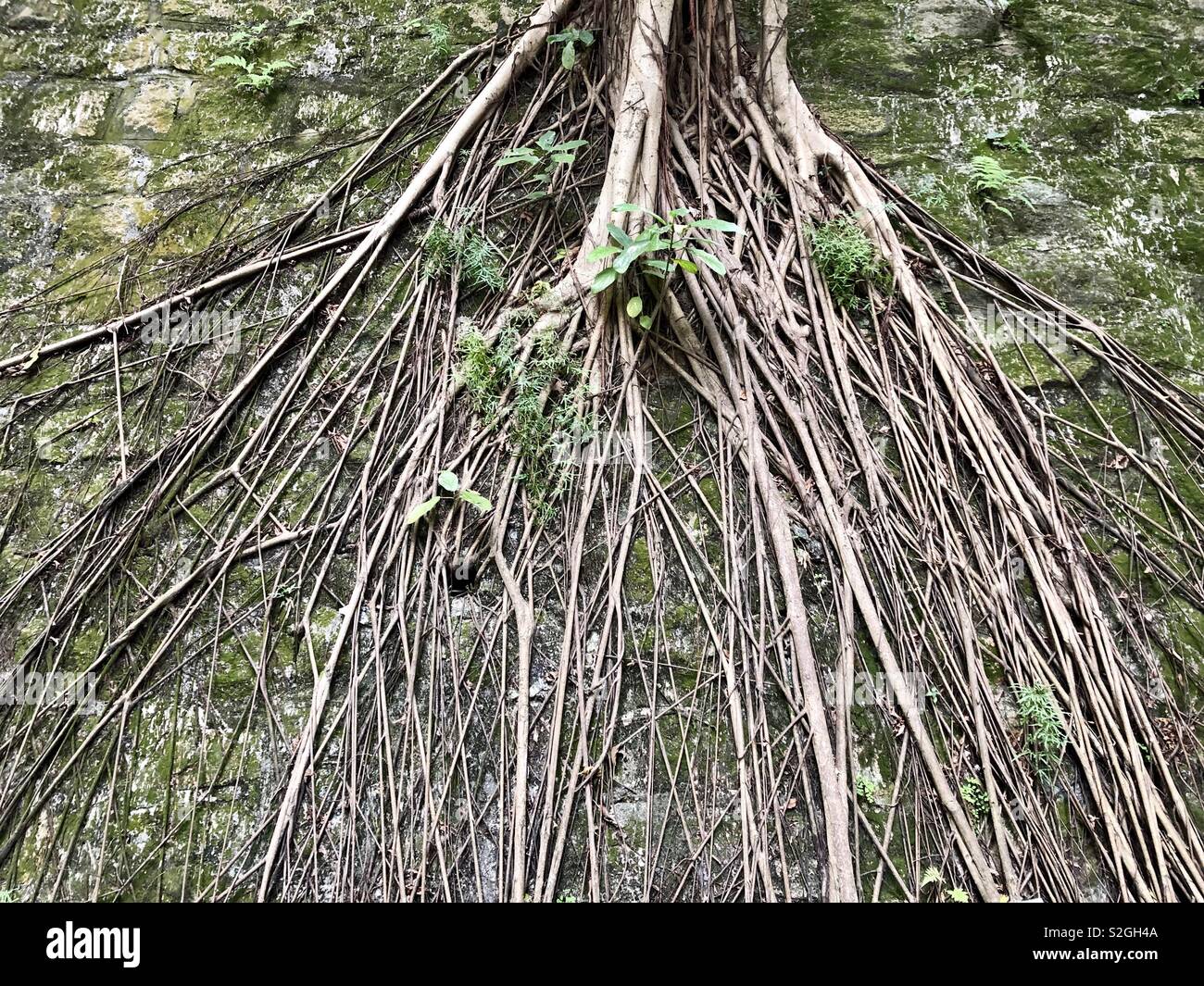 Tree roots on wall in Hong Kong Stock Photo - Alamy