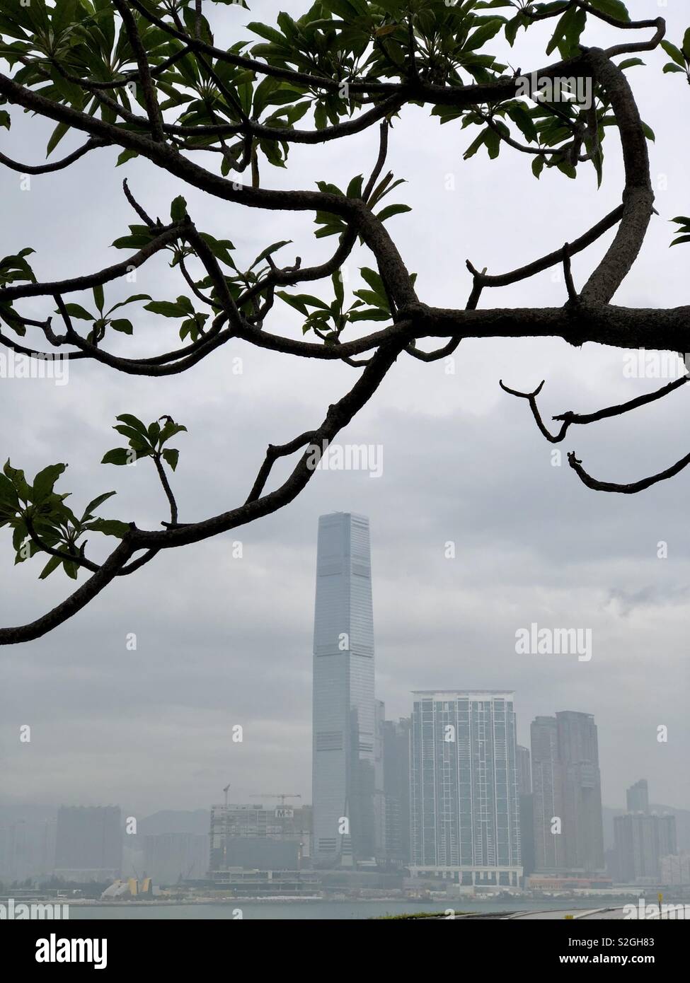 Hong kong tree hi-res stock photography and images - Alamy