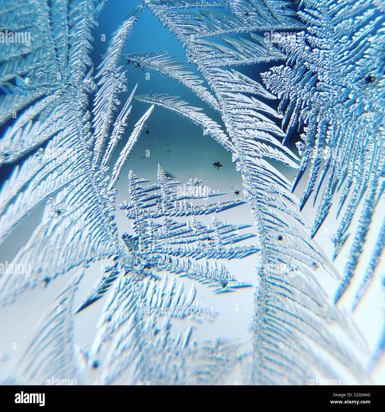 Frozen Window Pane