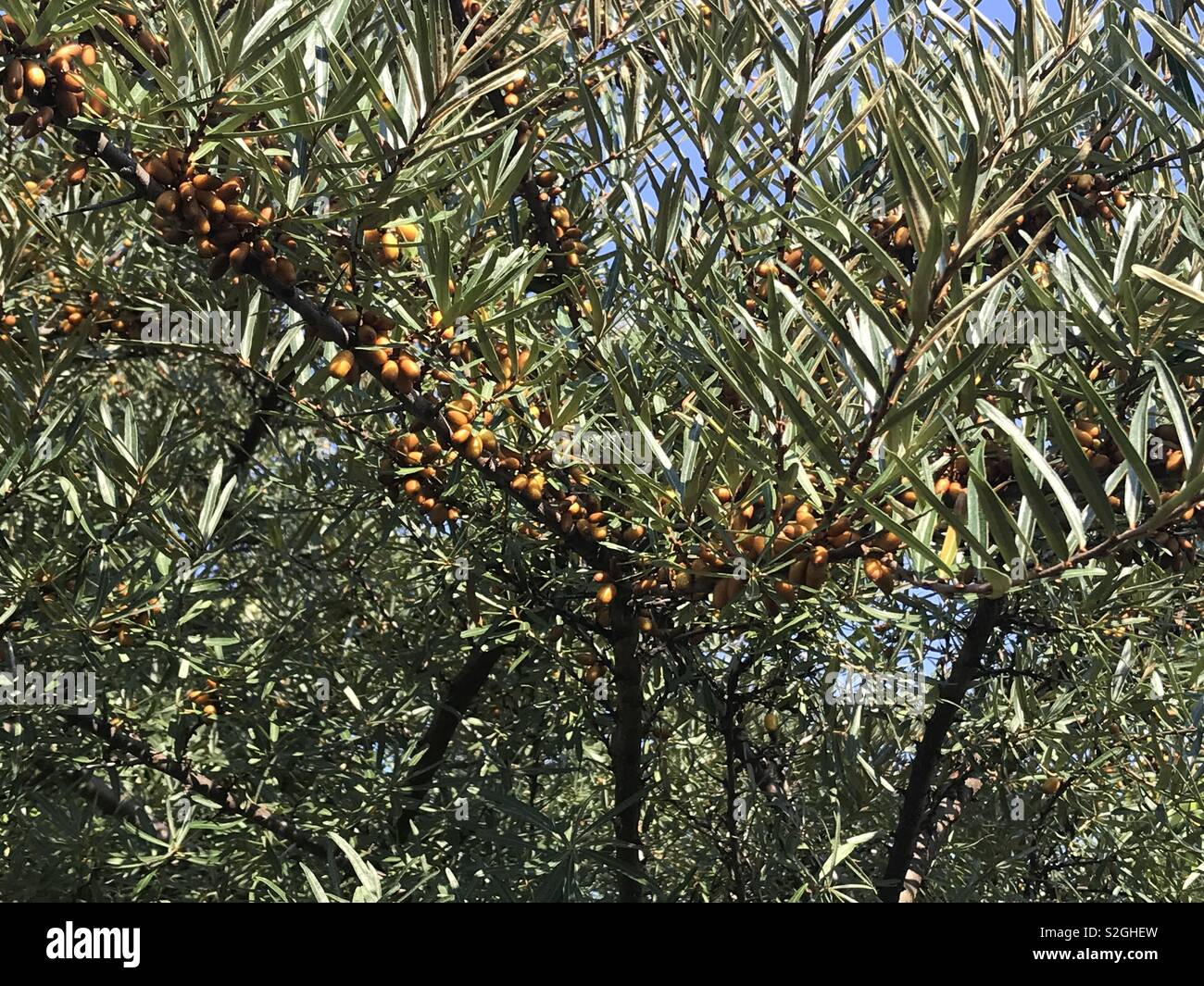 Sallow Thorn Berries Stock Photos & Sallow Thorn Berries Stock Images ...