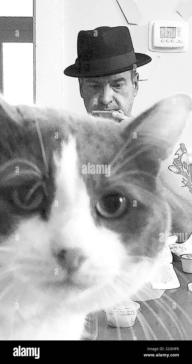 Perfect cat hi-res stock photography and images - Alamy