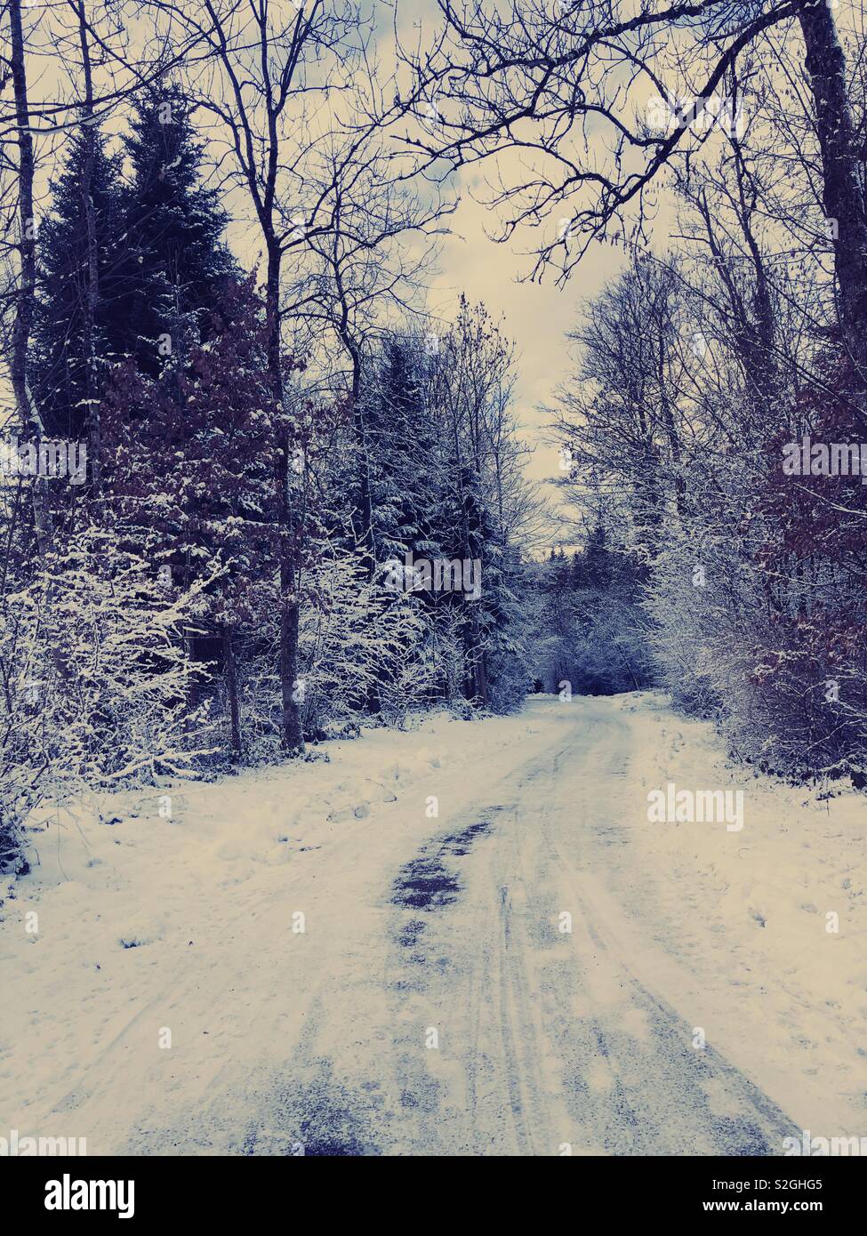 Snowy walk through the woods Stock Photo - Alamy