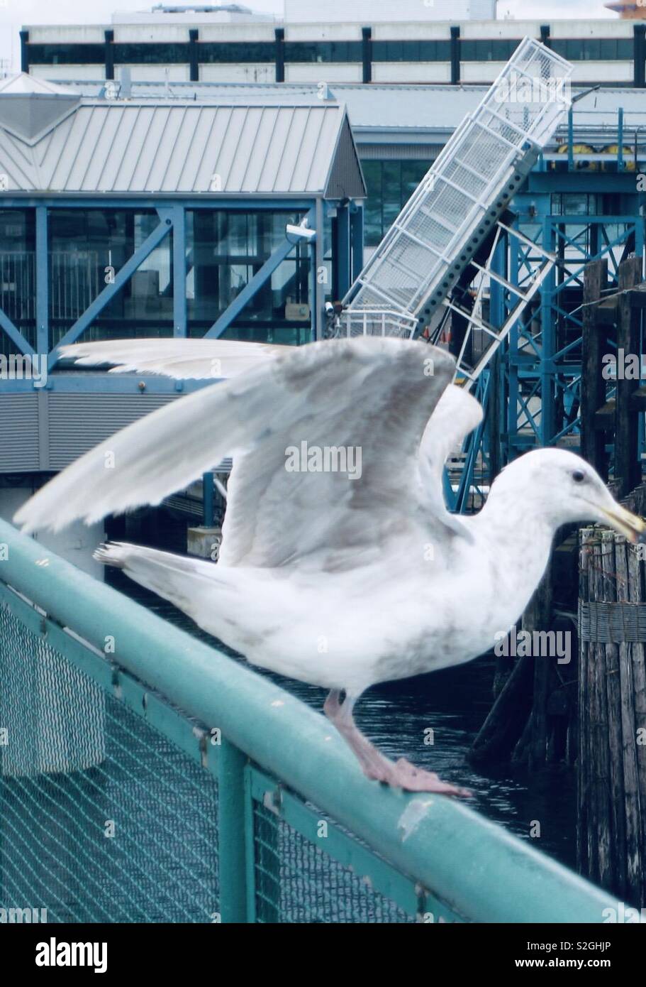 Flap dock hi-res stock photography and images - Alamy