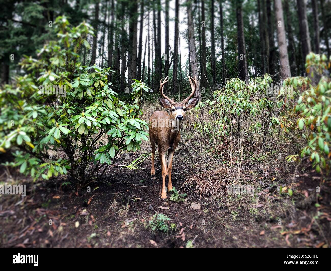 A large black tail buck near Eugene, Oregon, USA Stock Photo - Alamy