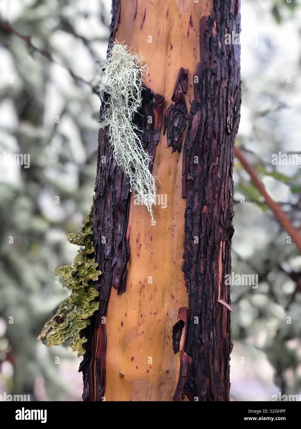 Madrone tree hi-res stock photography and images - Alamy