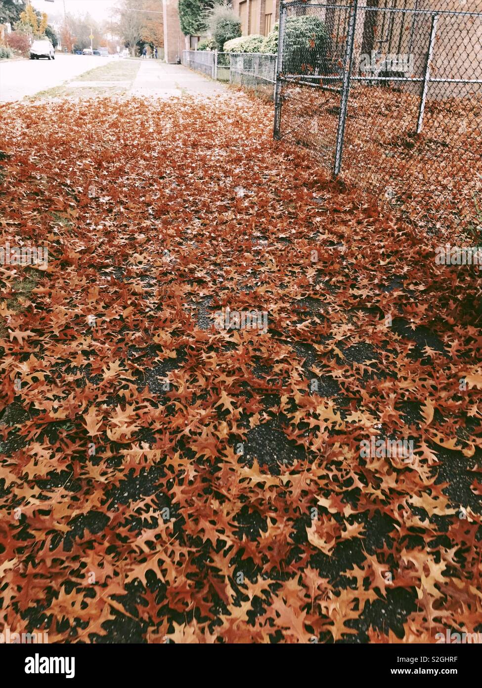 Many leaves hi-res stock photography and images - Alamy