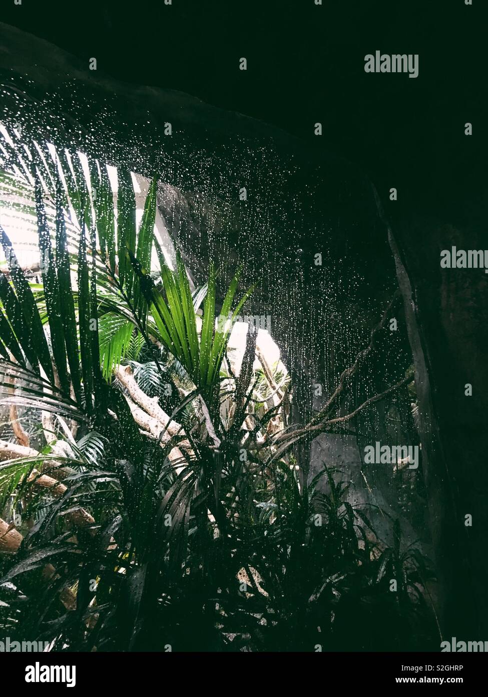 Misty plants hi-res stock photography and images - Alamy