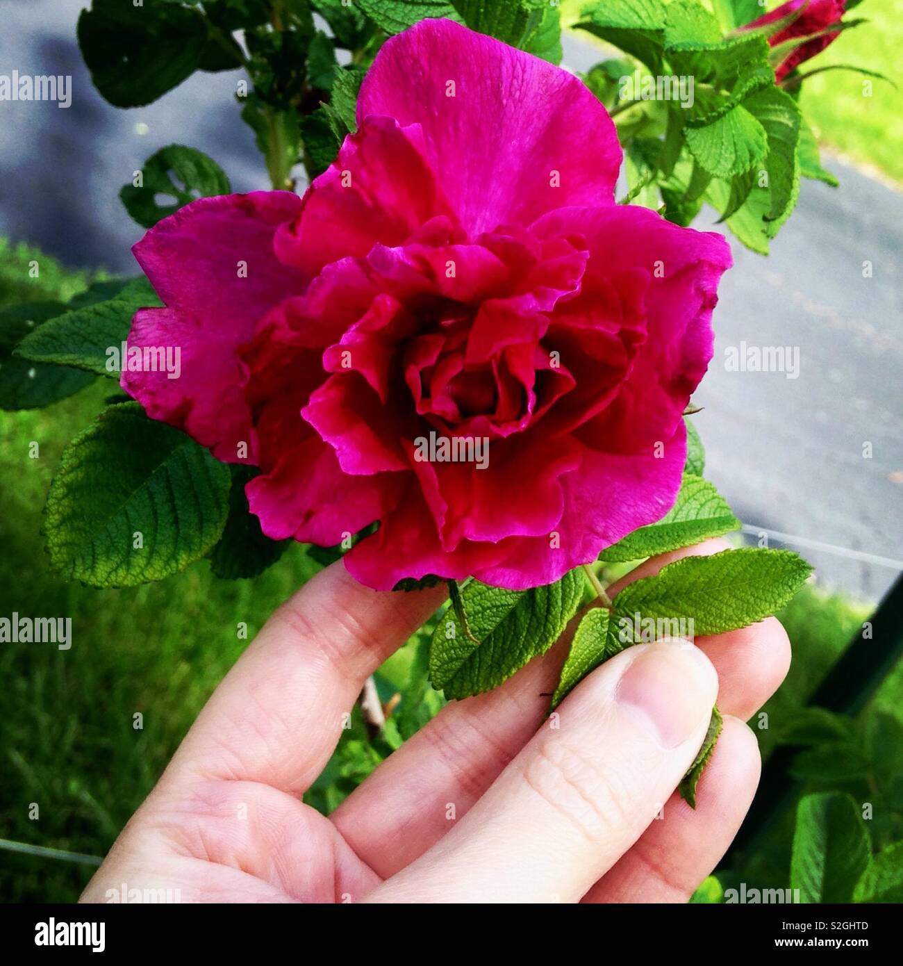Smell of roses hi-res stock photography and images - Alamy