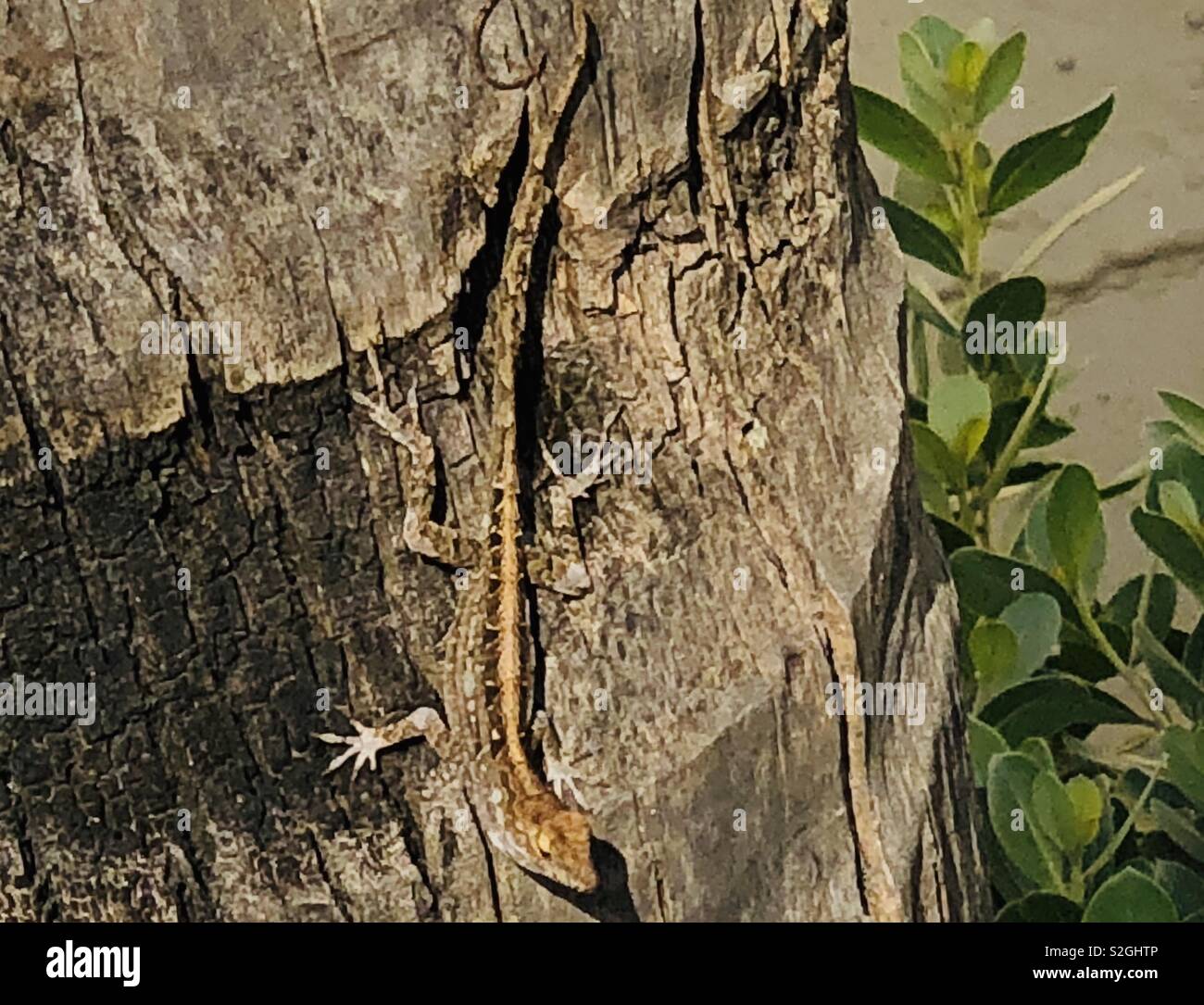 Common tree lizard hi-res stock photography and images - Alamy