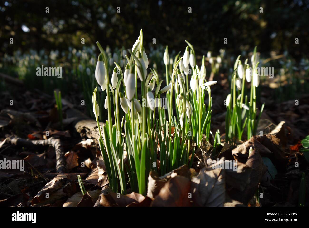 Snowdrops and leaves hi-res stock photography and images - Alamy