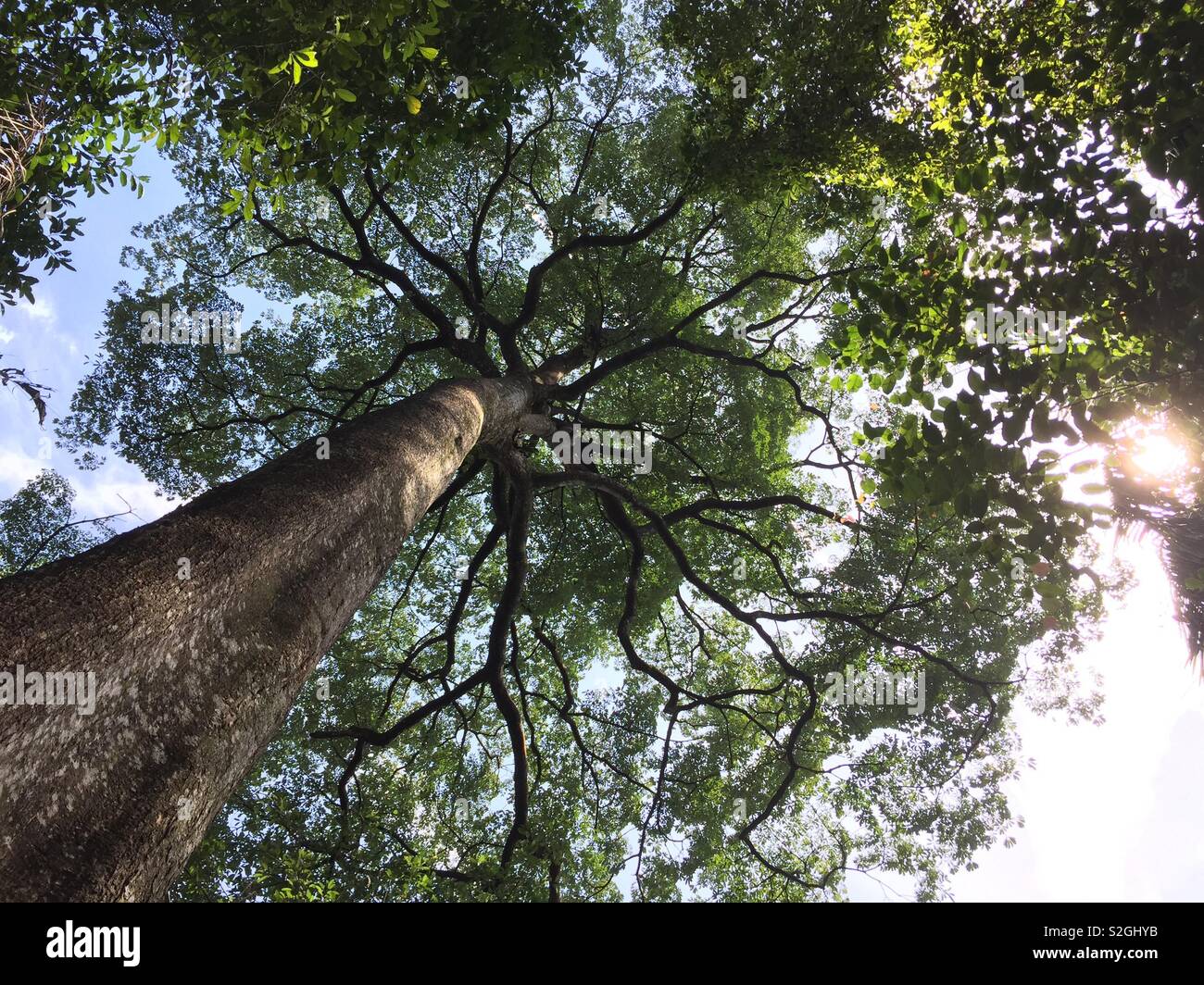 Jungle pollution hi-res stock photography and images - Alamy