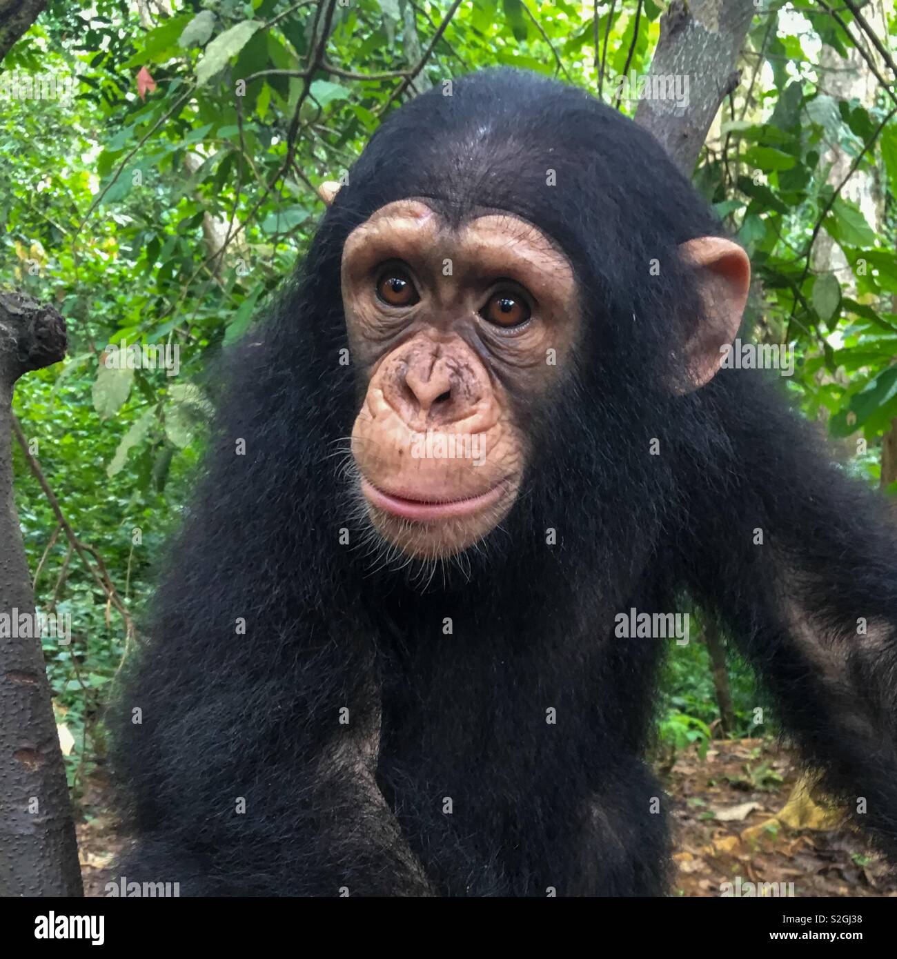 Baby chimpanzee hi-res stock photography and images - Alamy