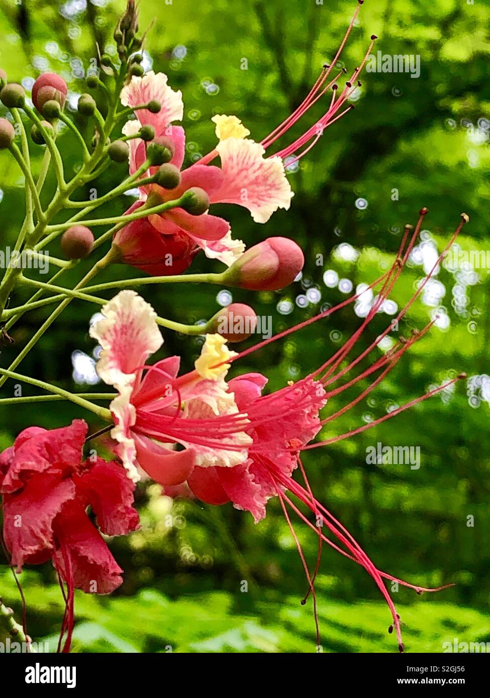 Pretty Peacock High Resolution Stock Photography and Images - Alamy