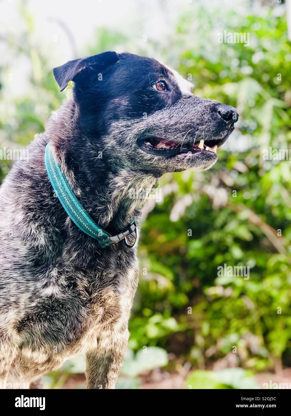 Old Dog Collar High Resolution Stock Photography and Images - Alamy