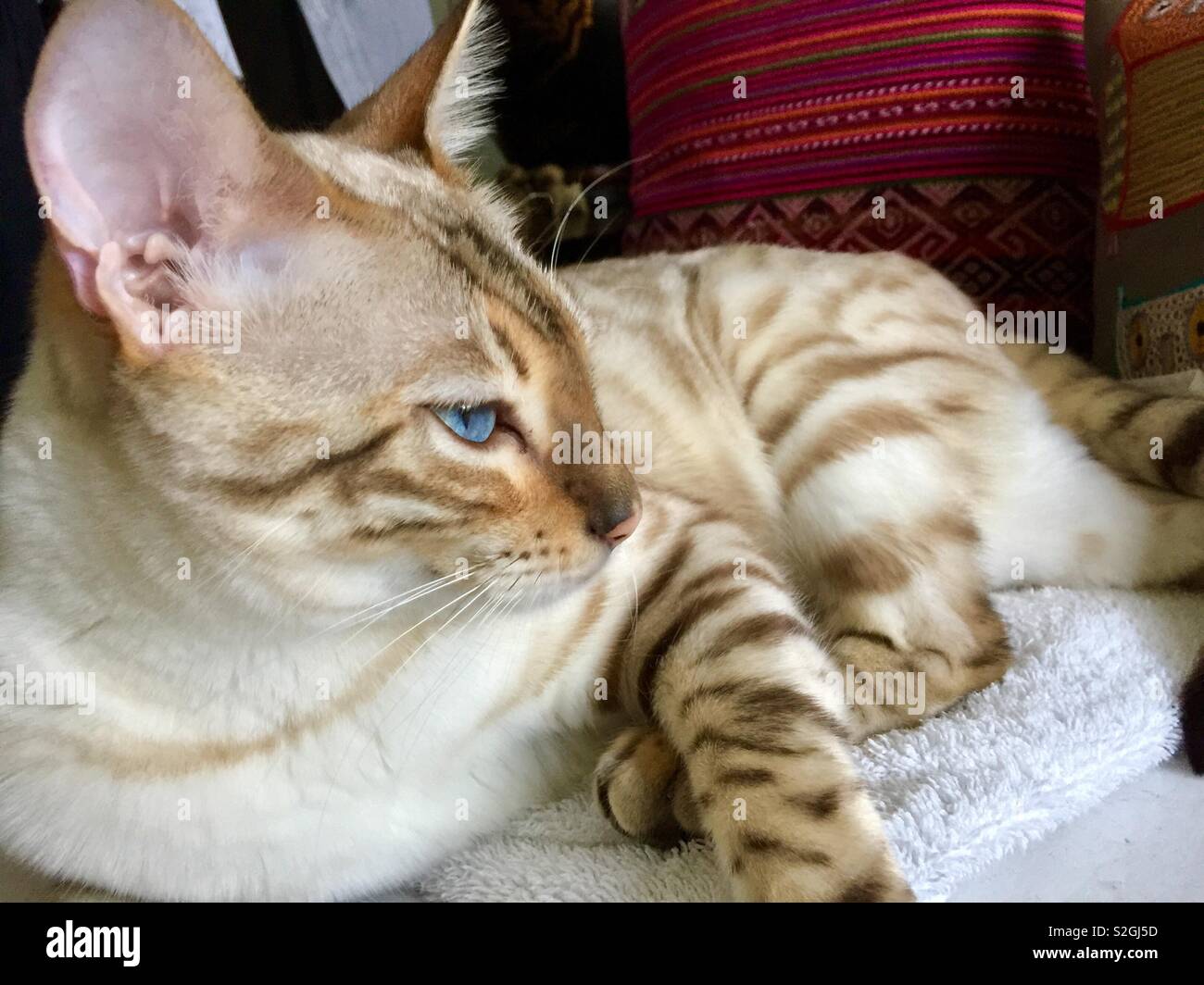 Snow bengal hi-res stock photography and images - Alamy