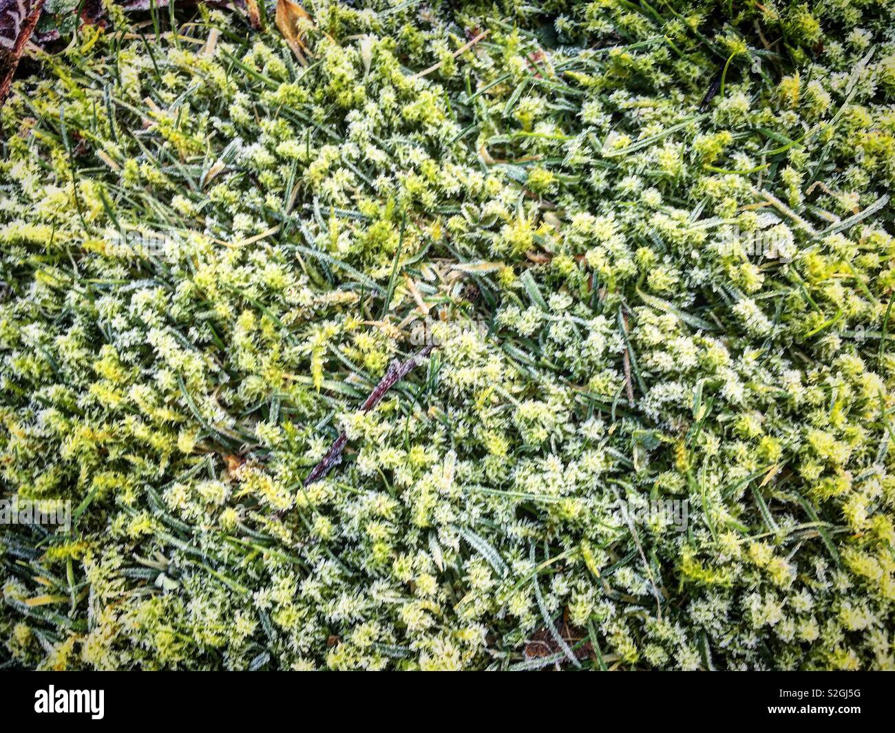 Cold moss hi-res stock photography and images - Alamy