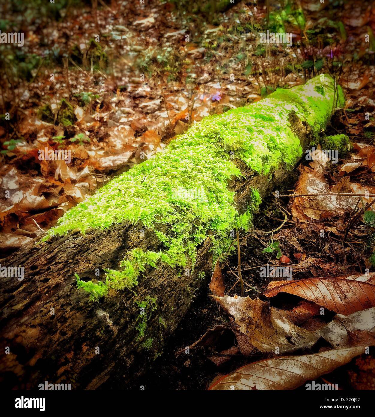 Fallen tree covered with Lichen moss or algae Stock Photo - Alamy