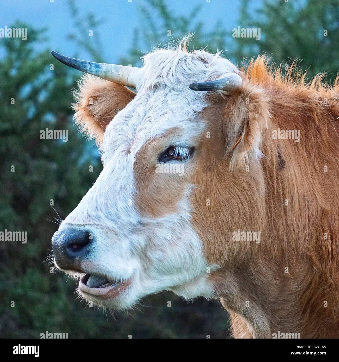 brown cow portrait Stock Photo - Alamy