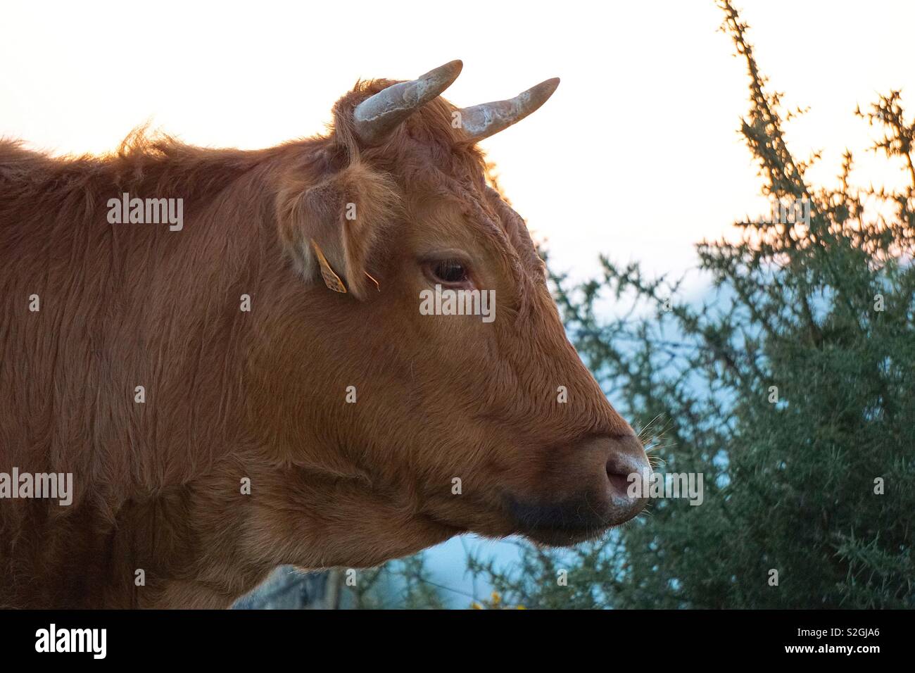 brow cow portrait Stock Photo - Alamy