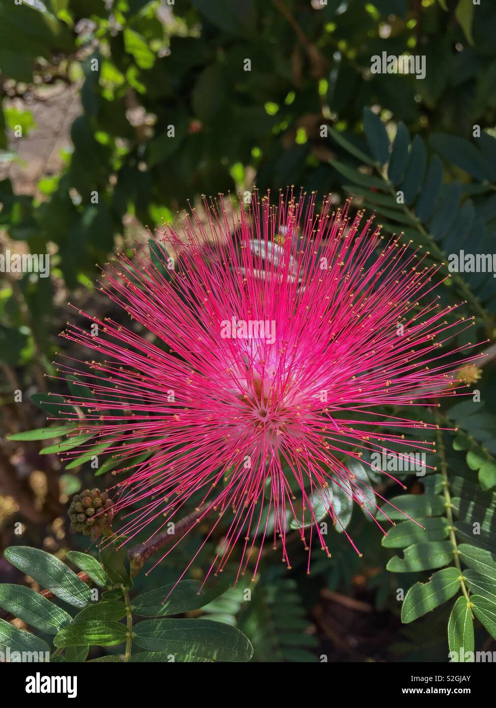 Pink powderpuff flower hi-res stock photography and images - Alamy