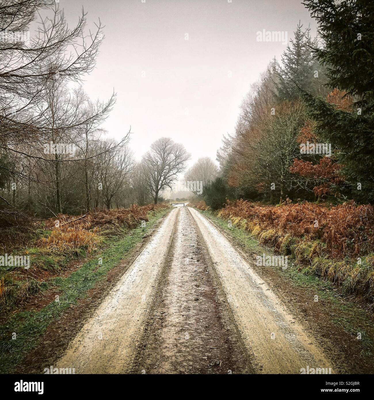 Forest walk hi-res stock photography and images - Alamy