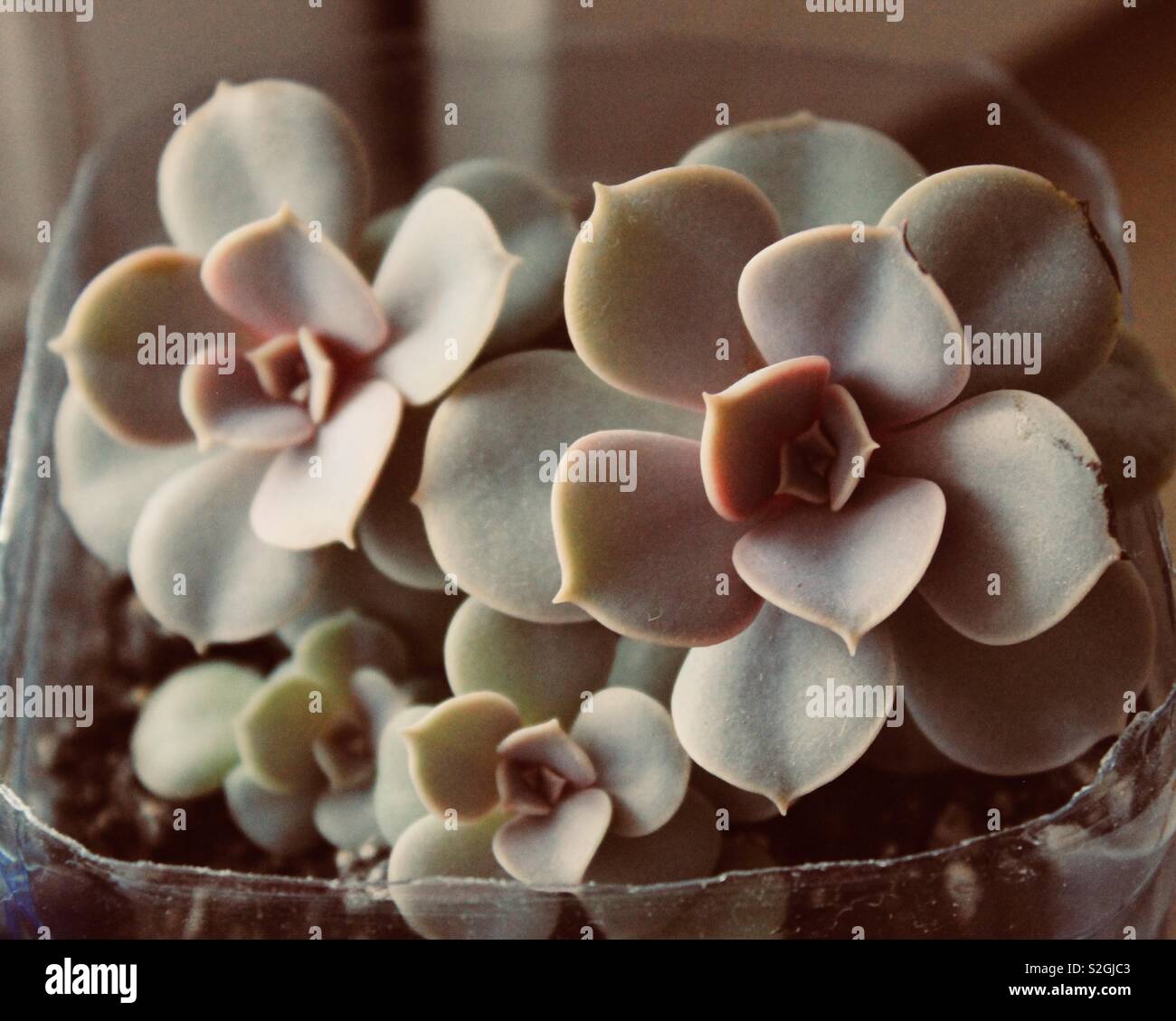 Echeveria flowers hi-res stock photography and images - Alamy
