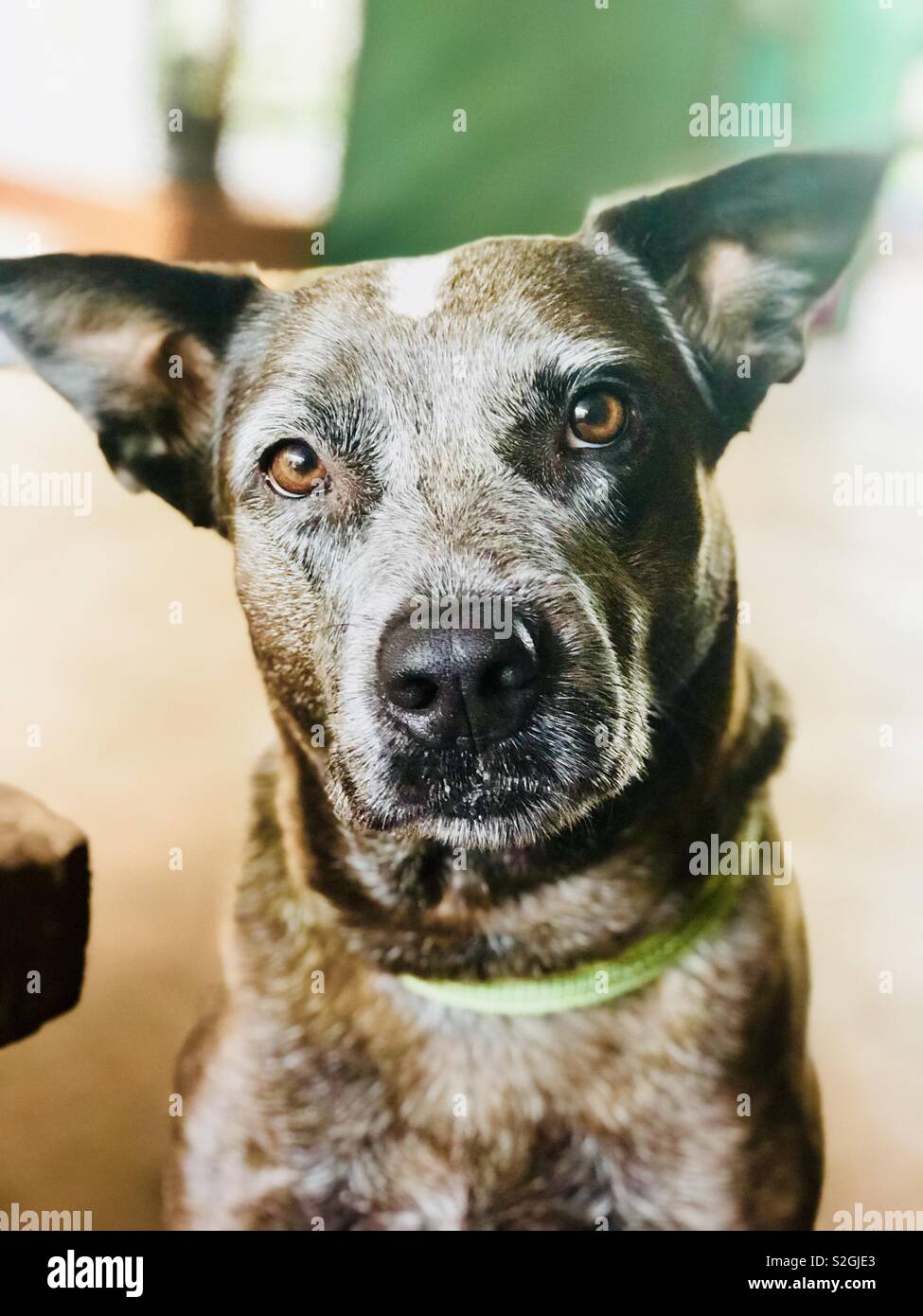 Pleading eyes hi-res stock photography and images - Alamy