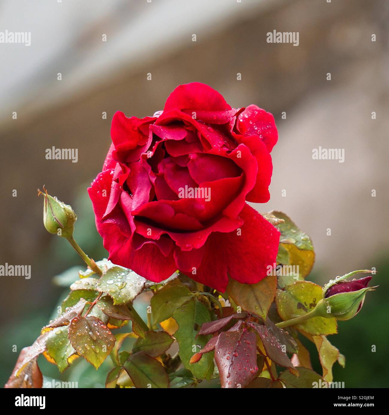 beautiful red rose flower Stock Photo - Alamy