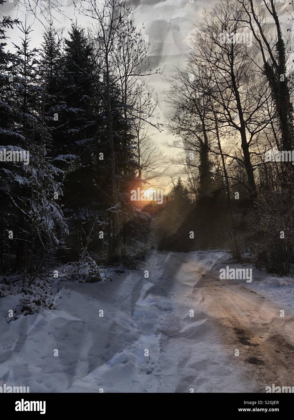 Sunset walks in the woods Stock Photo - Alamy