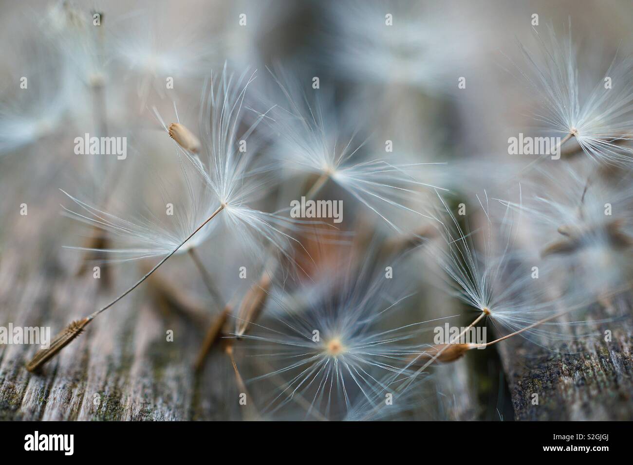 beautiful dandelion flower seed Stock Photo - Alamy