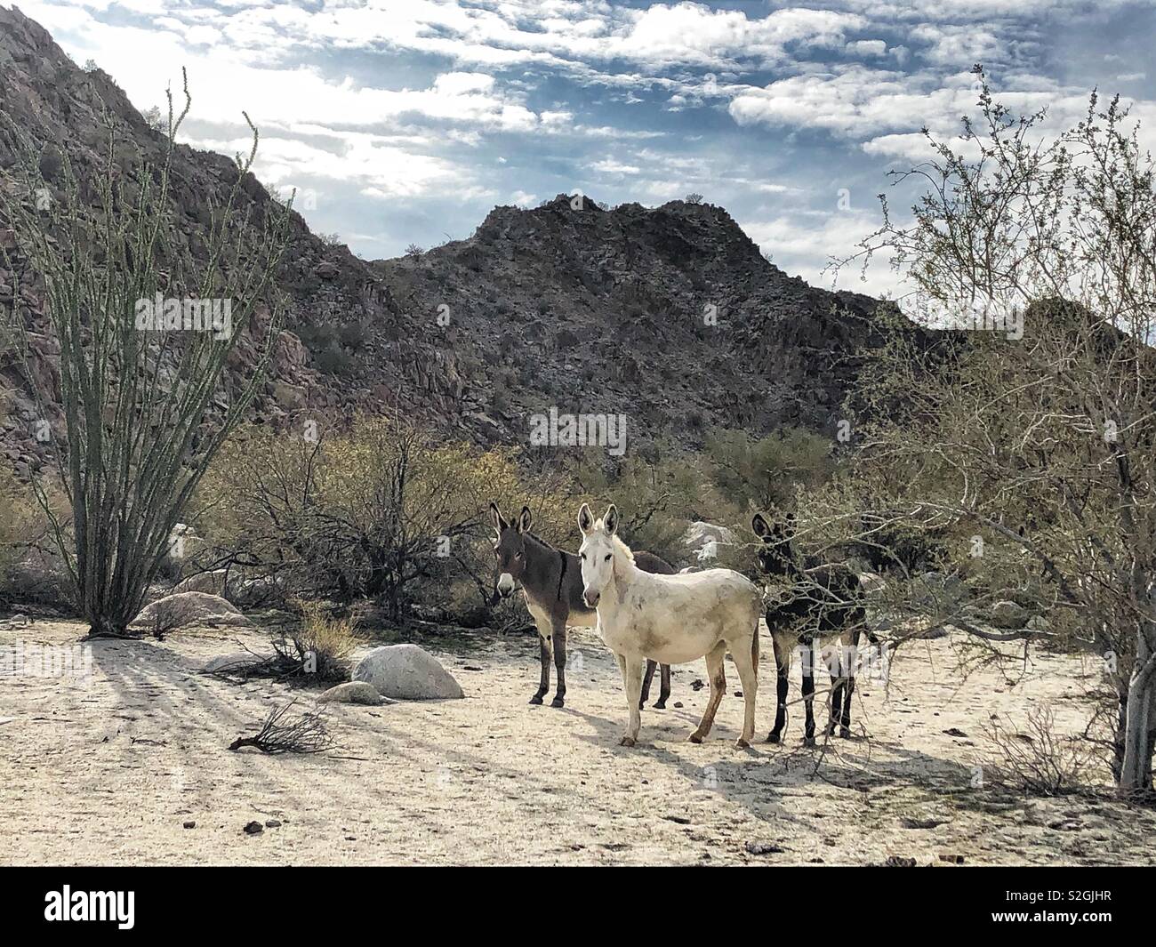Donkeys driving through Baja California, Mexico Stock Photo - Alamy