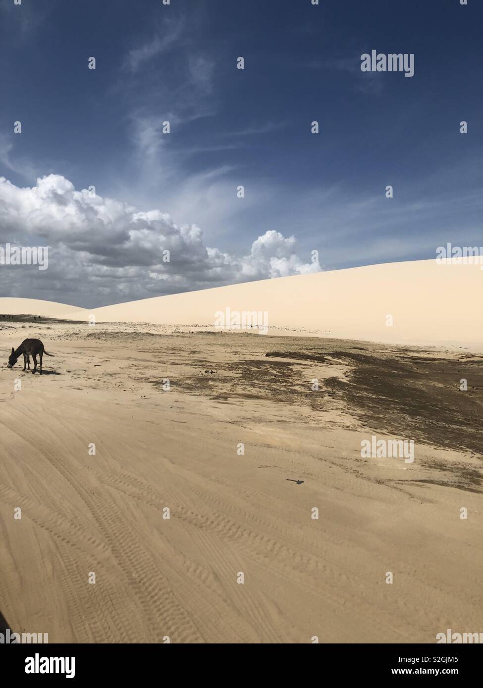 Dunas duna hi-res stock photography and images - Alamy