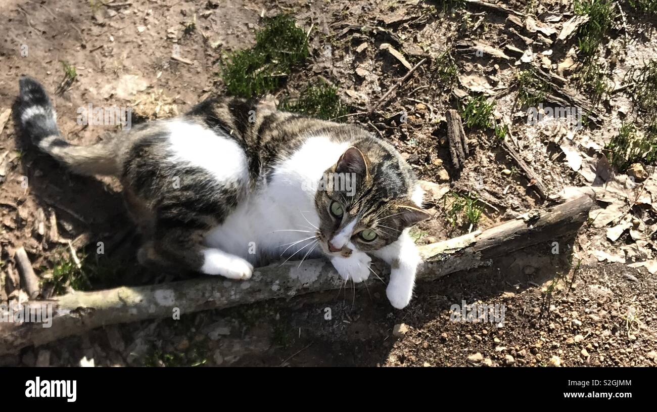Country cat hi-res stock photography and images - Alamy