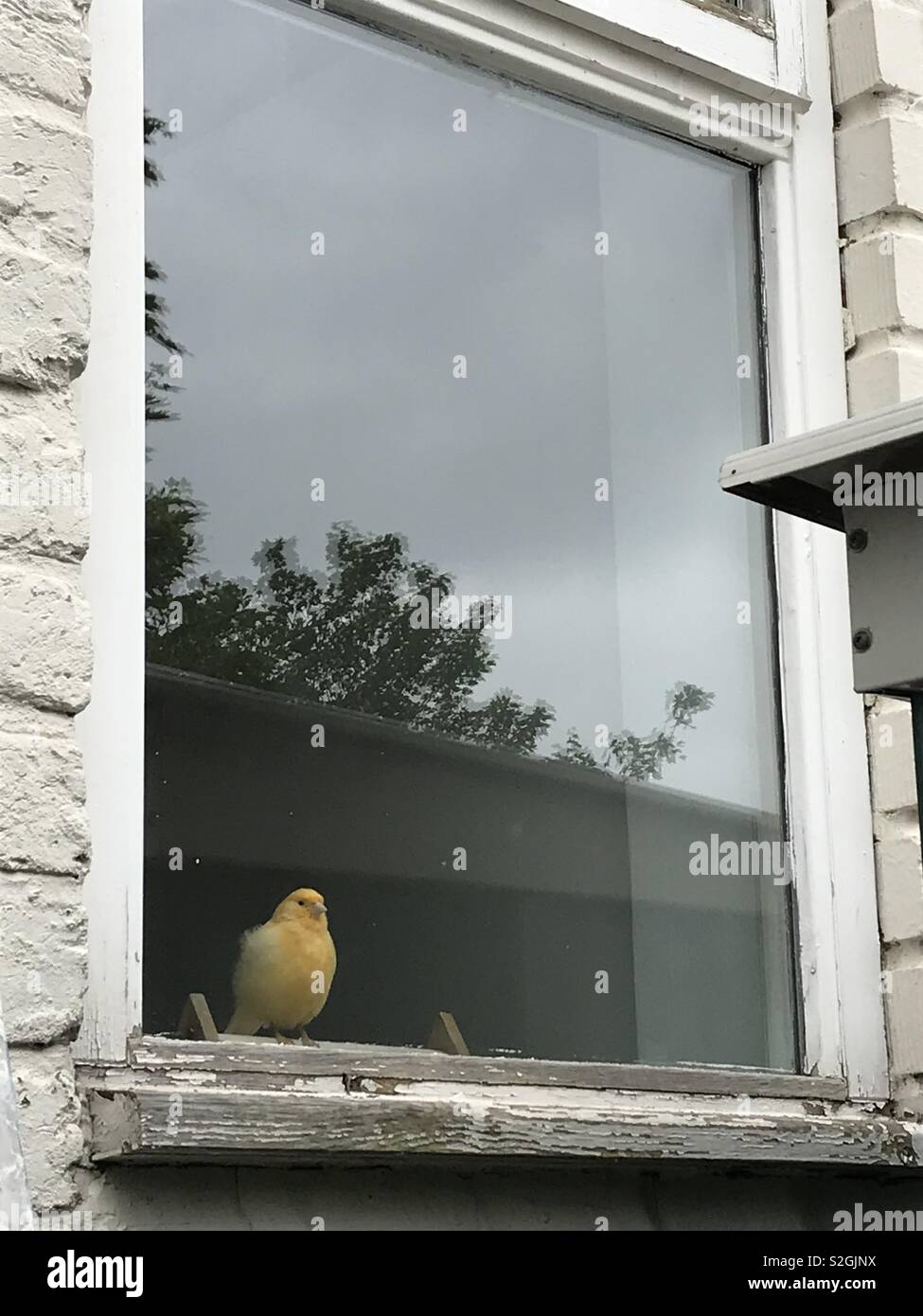Canary bird hi-res stock photography and images - Alamy