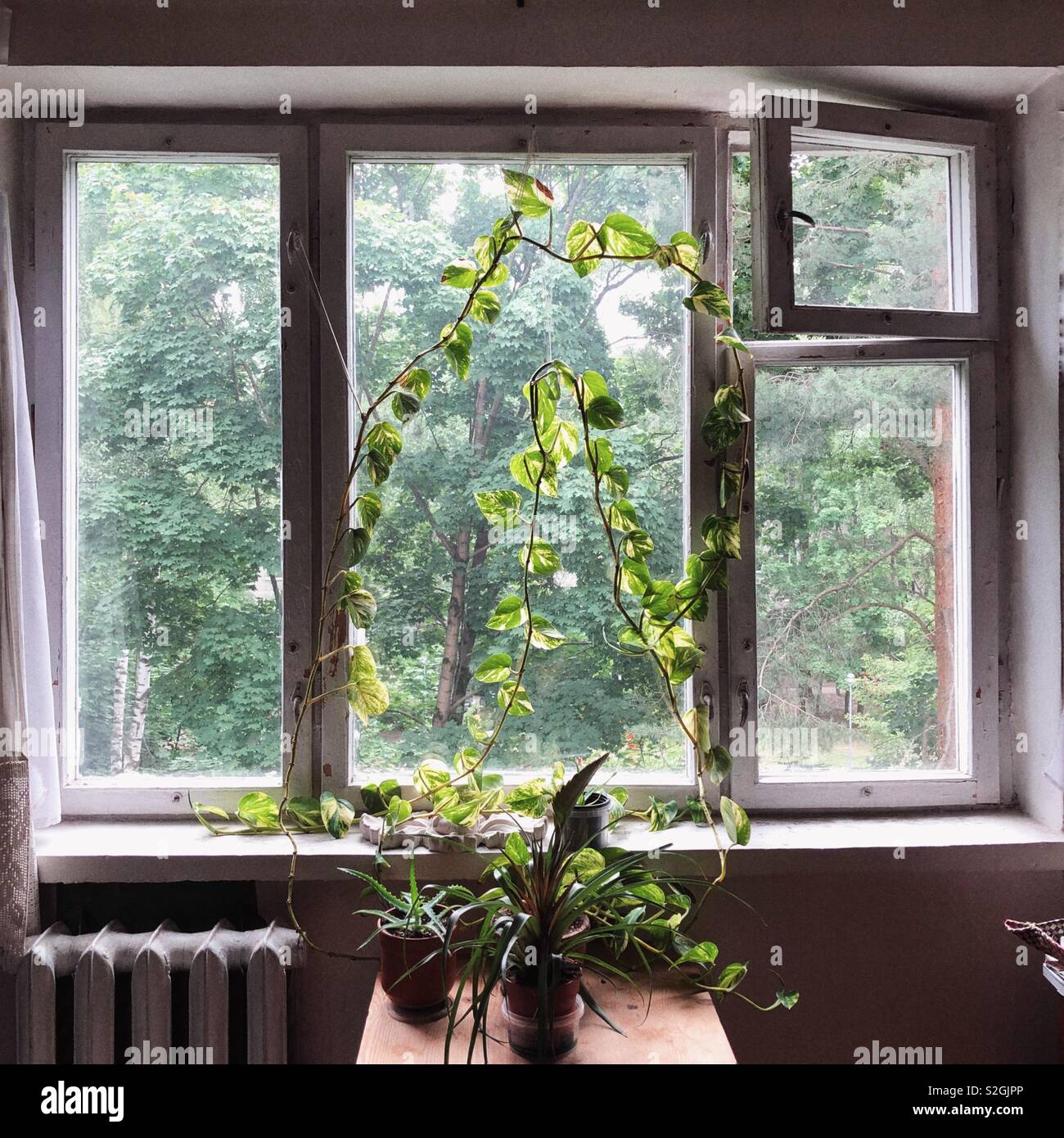 Plants near window in Russian apartment Stock Photo - Alamy
