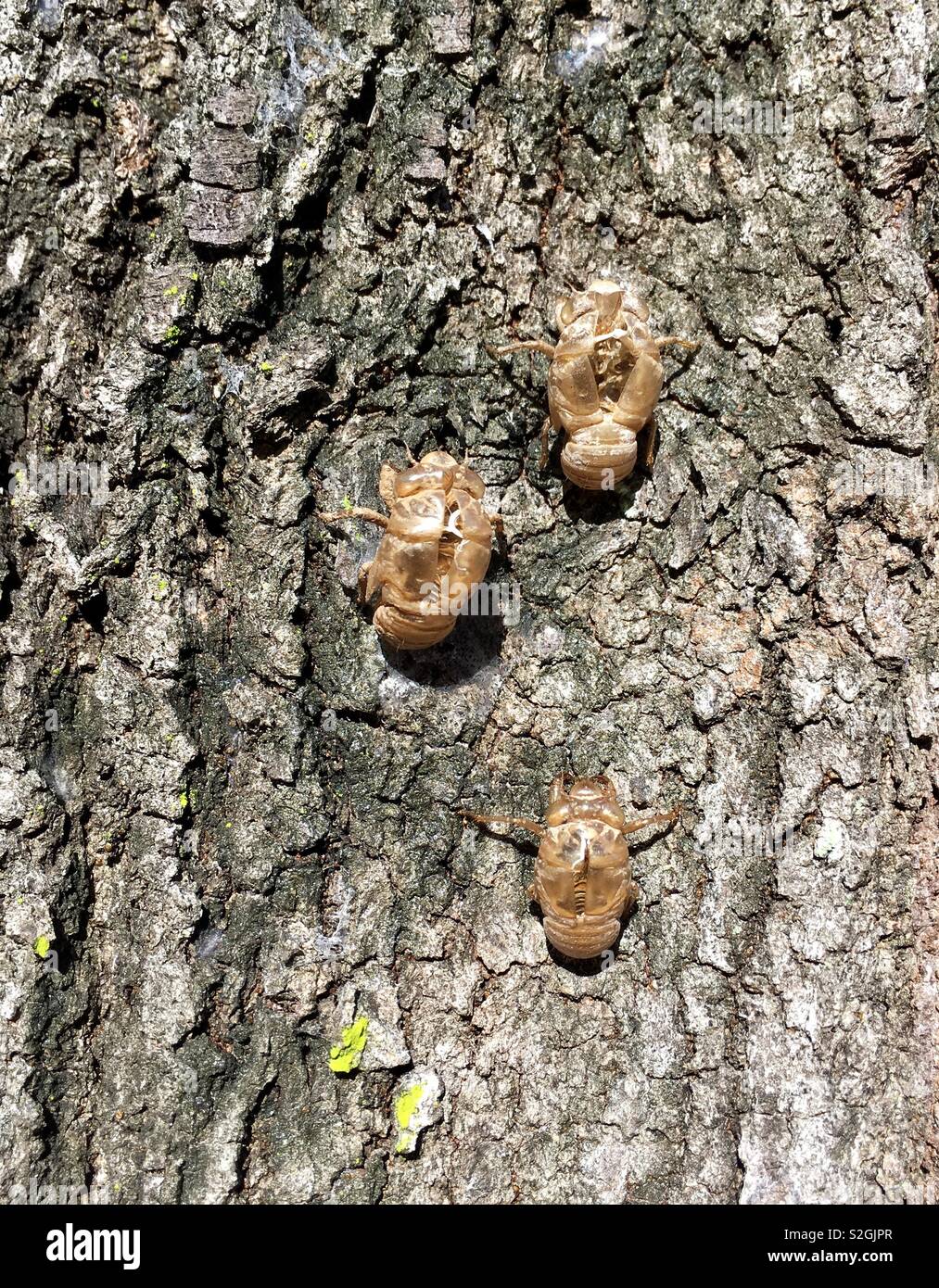 Cyclochila australasiae hi-res stock photography and images - Alamy
