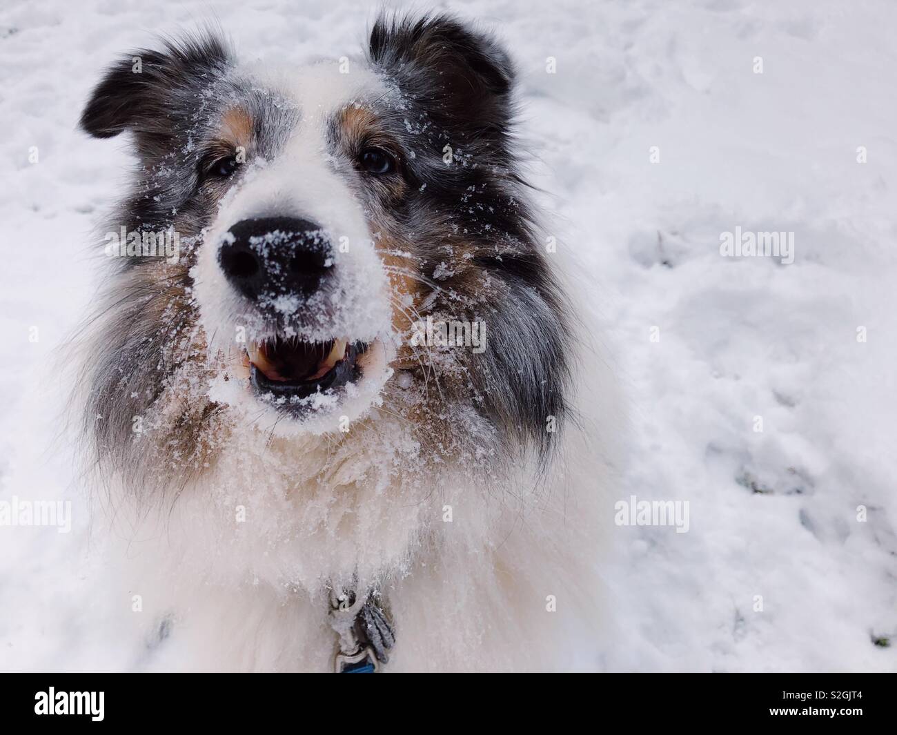 Happy sheltie enjoying the snow Stock Photo - Alamy
