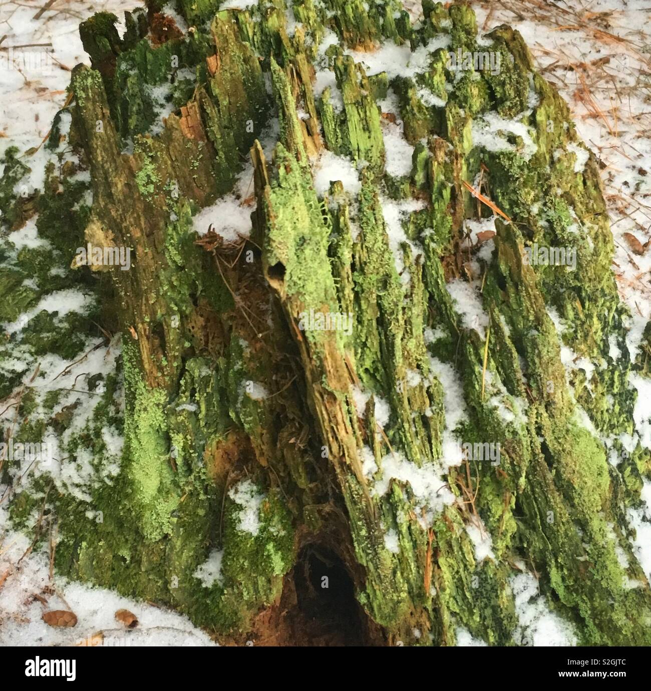 Living stump hi-res stock photography and images - Alamy