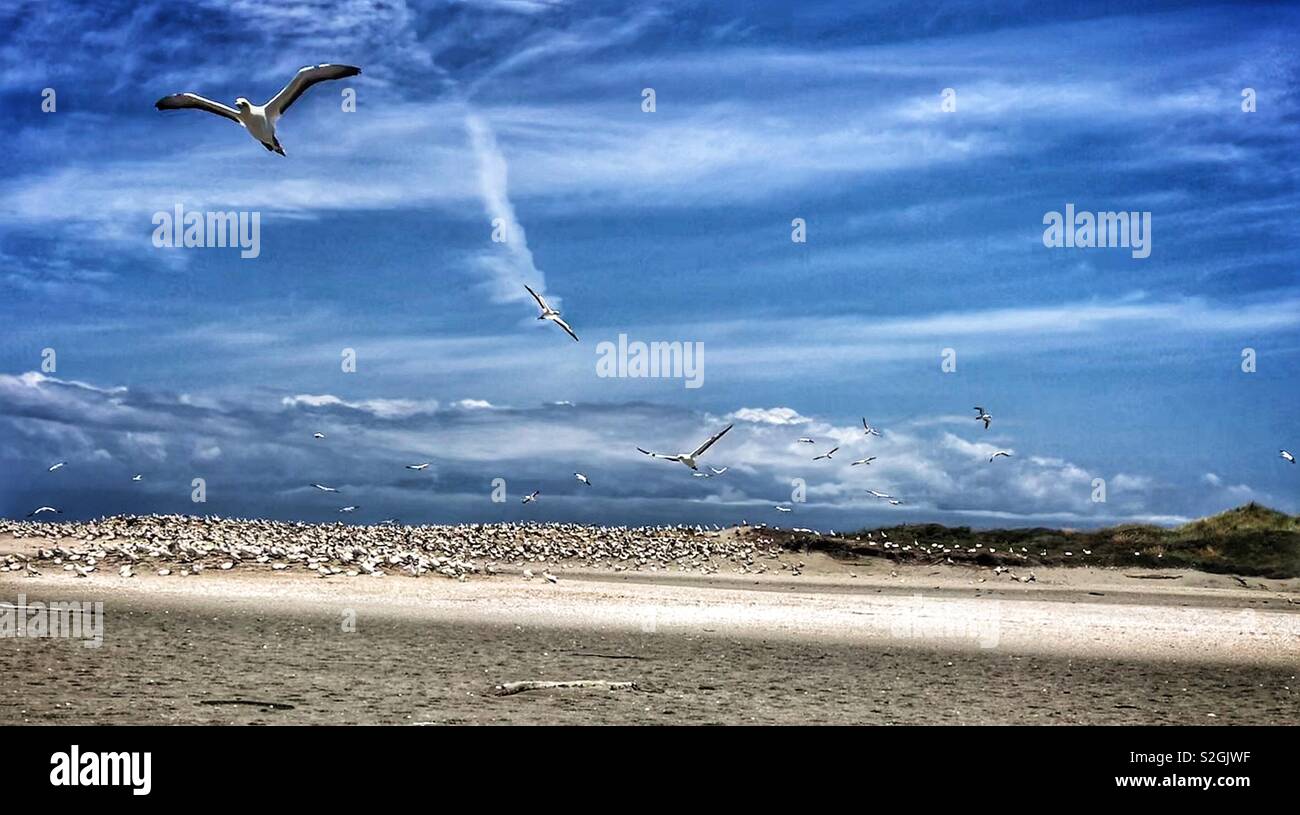 Farewell spit wildlife hi-res stock photography and images - Alamy