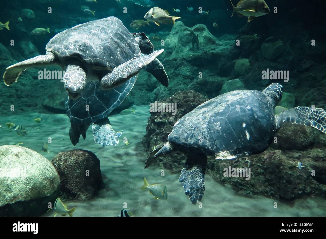 Tortoise Fish High Resolution Stock Photography and Images - Alamy