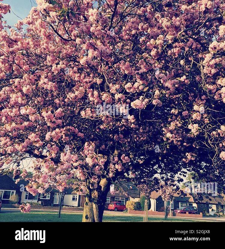 Beautiful Blossom Tree Stock Photo - Alamy