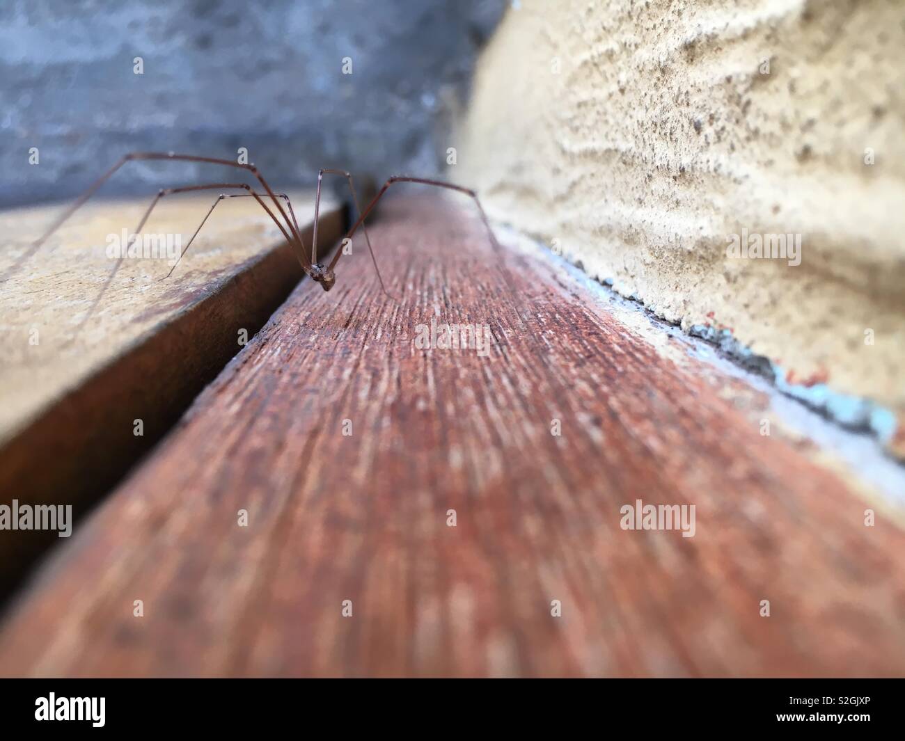 Spider going upwards Stock Photo - Alamy